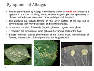 Albugo | PPTX | Gardening | Home & Garden