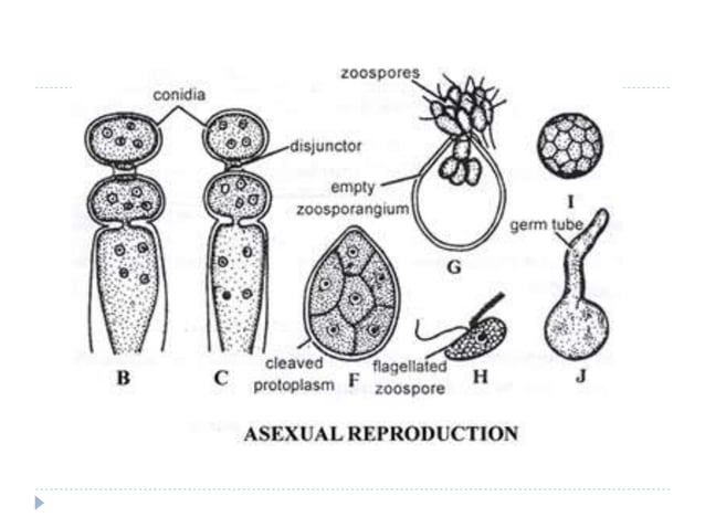 Albugo | PPTX | Gardening | Home & Garden