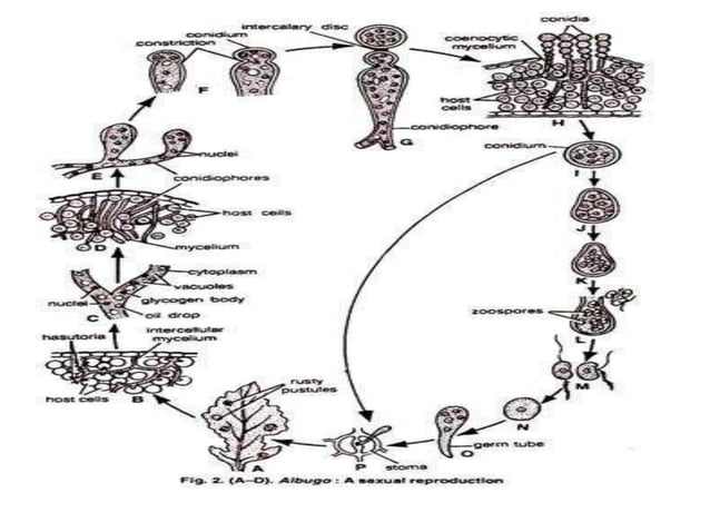 Albugo | PPTX | Gardening | Home & Garden