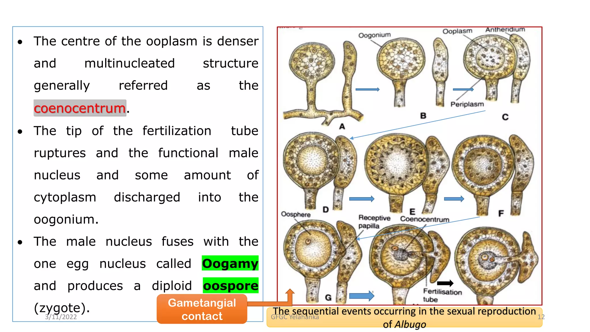 Albugo | PDF | Gardening | Home & Garden