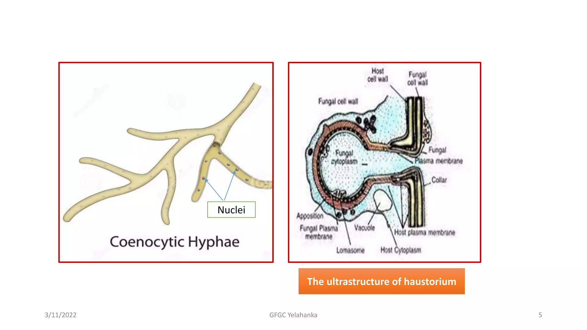 Albugo | PDF | Gardening | Home & Garden