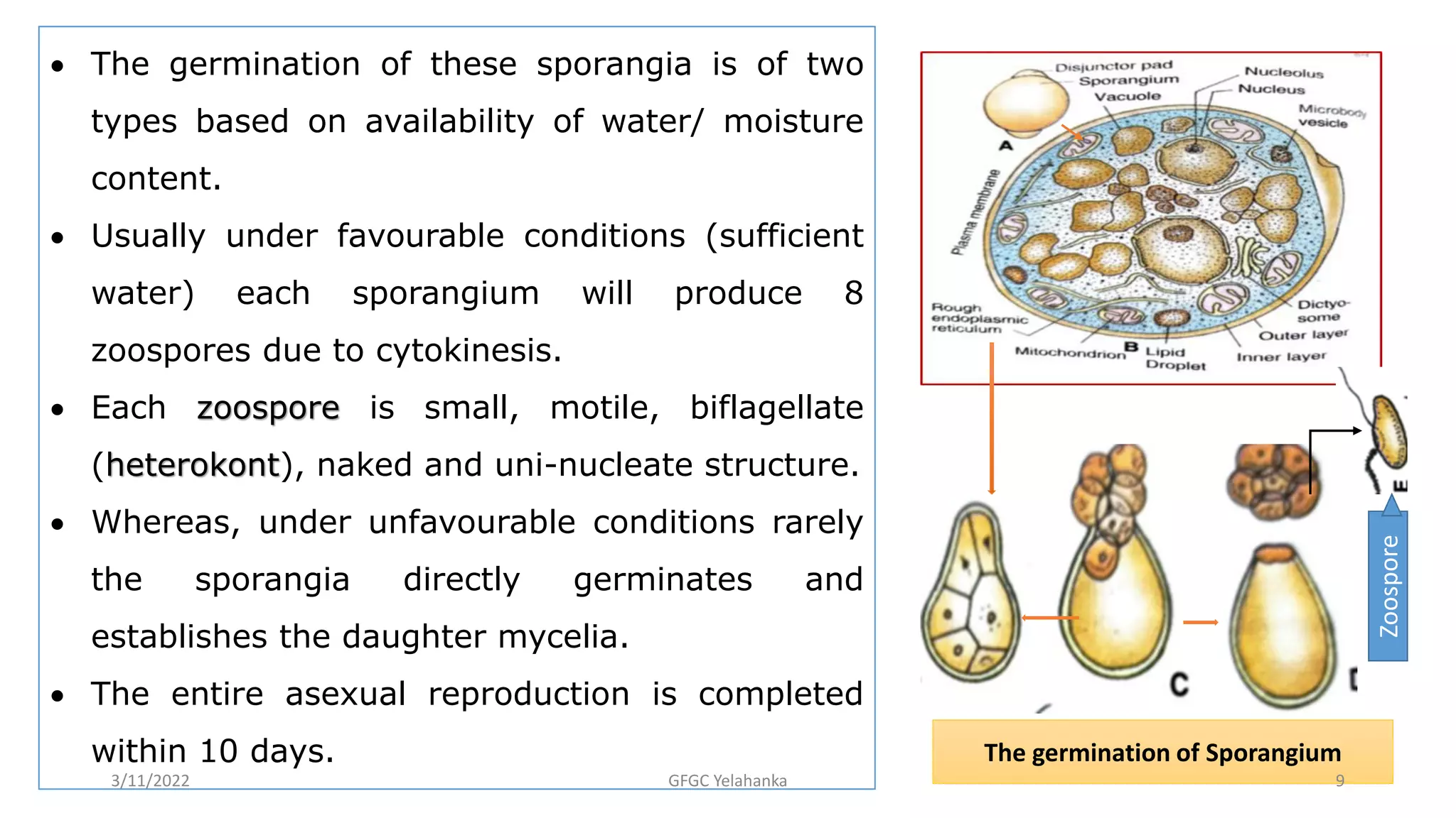 Albugo | PDF | Gardening | Home & Garden