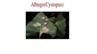 Albugo.pptx