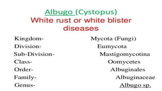 Albugo.pptx