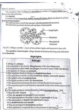 albugo.pdf BSC MSC STUDENT // semester or yearly analysis syllabus pratical | PDF