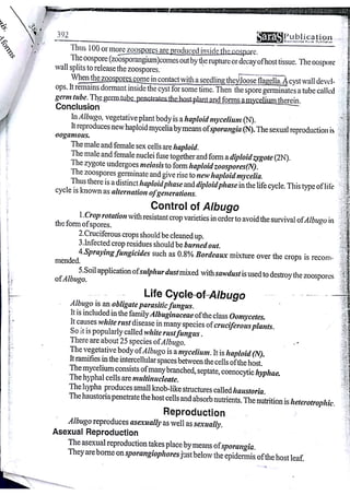 albugo.pdf BSC MSC STUDENT // semester or yearly analysis syllabus pratical | PDF