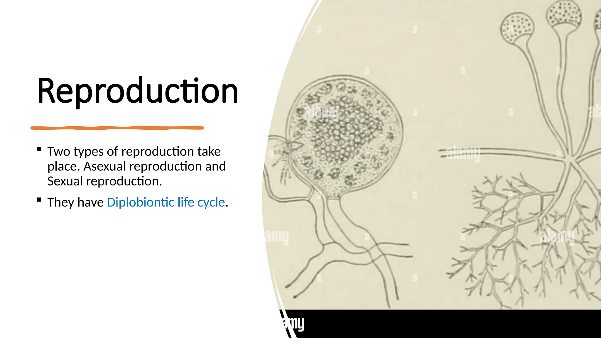 Albugo presentation plant pathology lecture. PPTX | PPTX