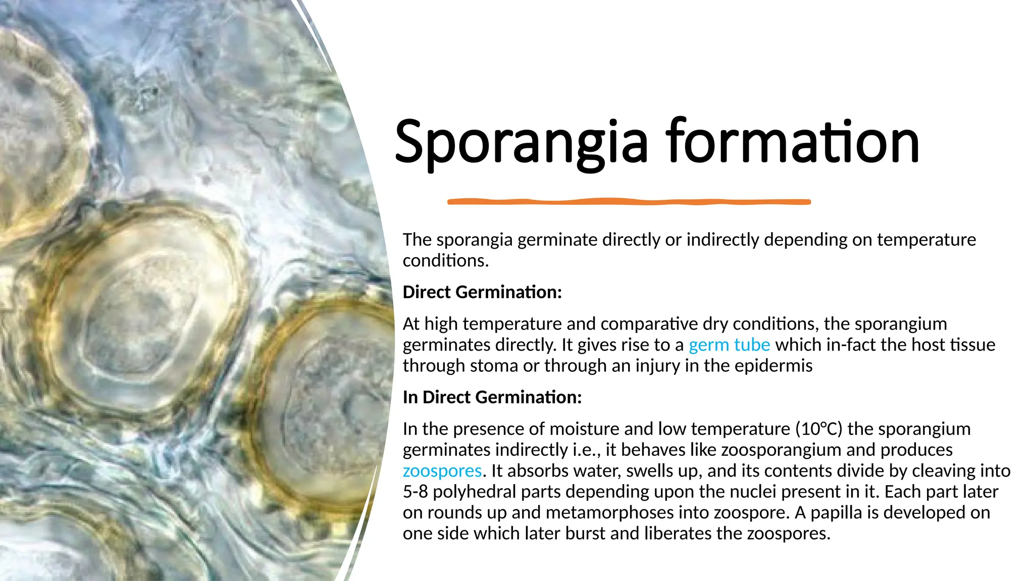 Albugo presentation plant pathology lecture. PPTX | PPTX