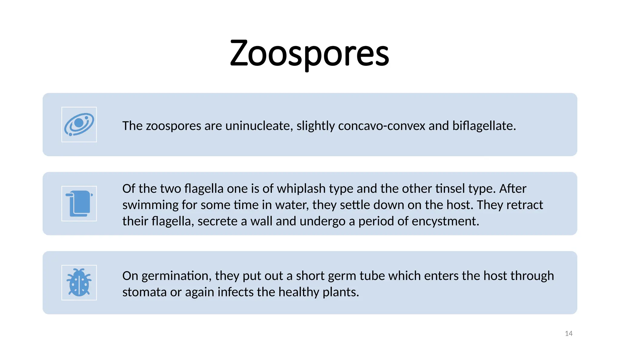Albugo presentation plant pathology lecture. PPTX | PPTX | Gardening ...