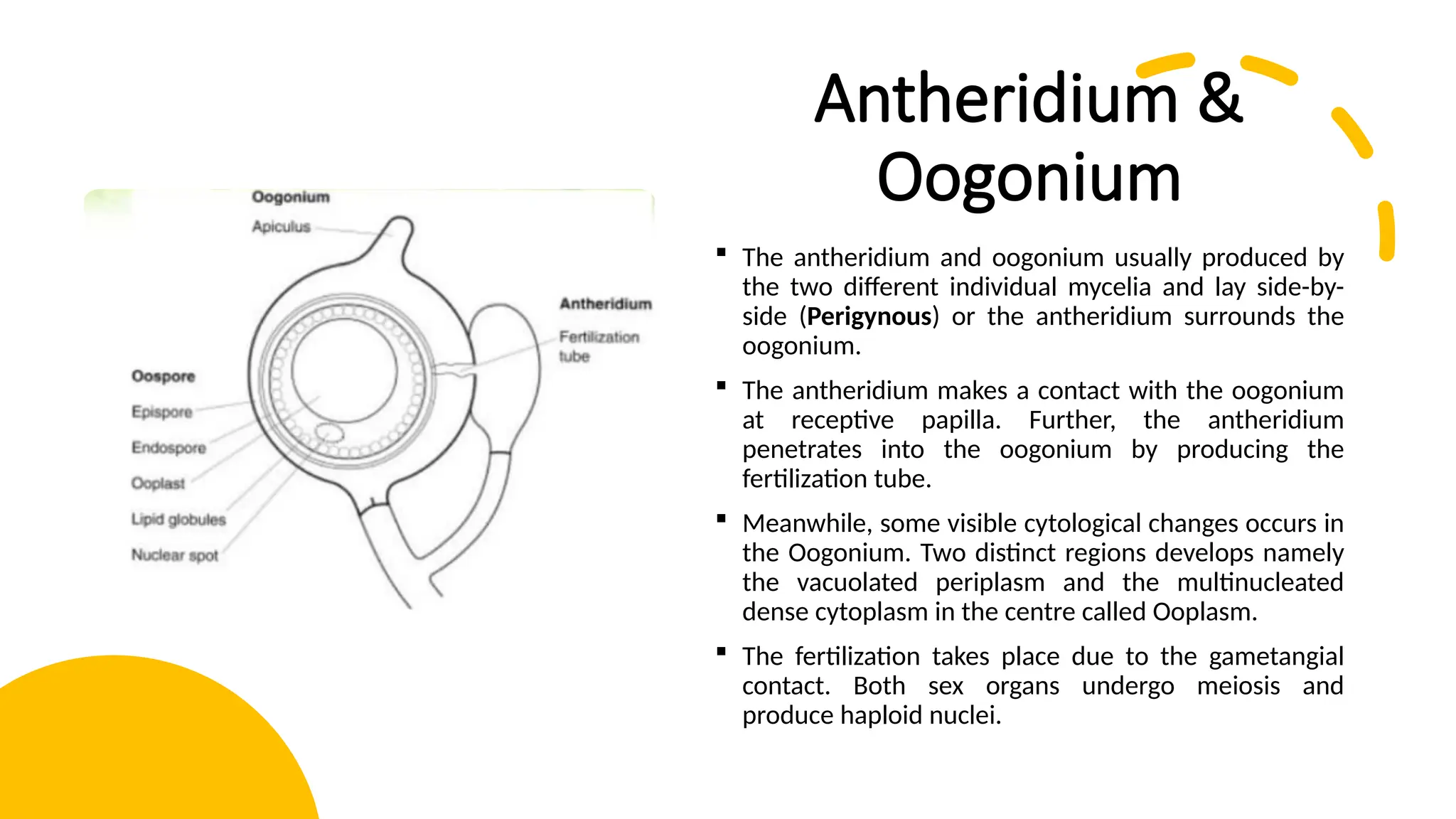 Albugo presentation plant pathology lecture. PPTX | PPTX