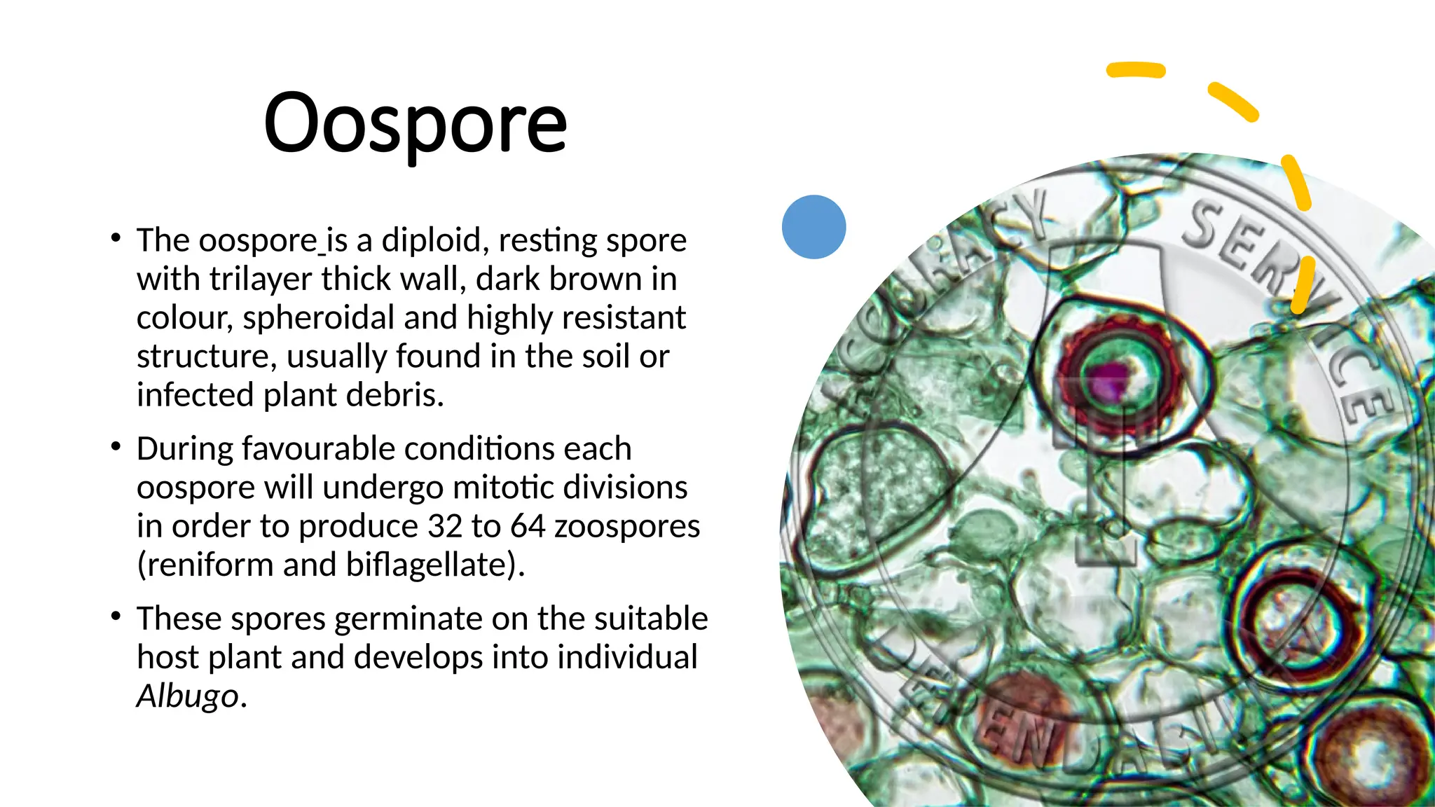Albugo presentation plant pathology lecture. PPTX | PPTX