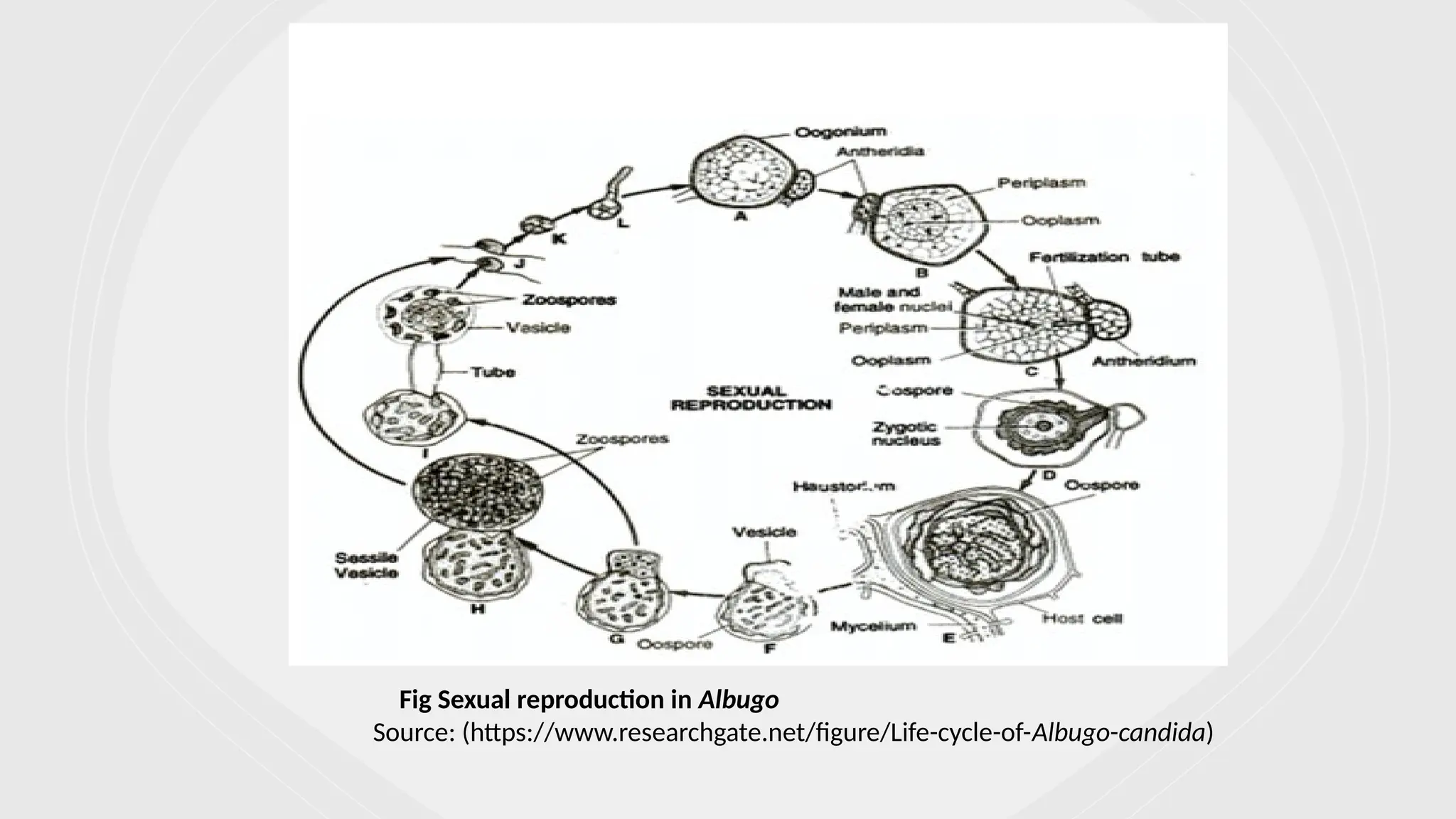 Albugo presentation plant pathology lecture. PPTX | PPTX | Gardening ...