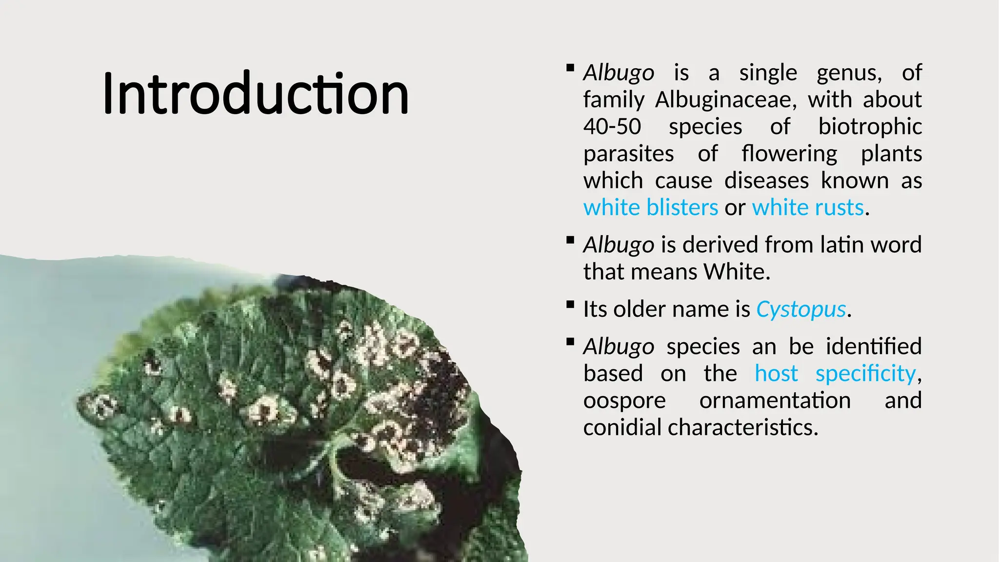 Albugo presentation plant pathology lecture. PPTX | PPTX