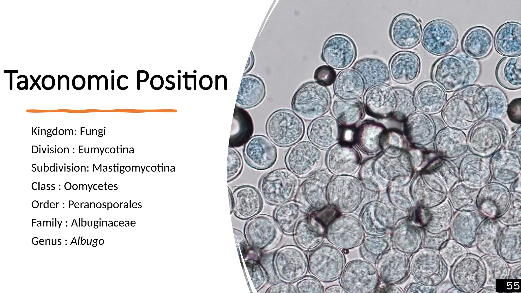 Albugo presentation plant pathology lecture. PPTX | PPTX