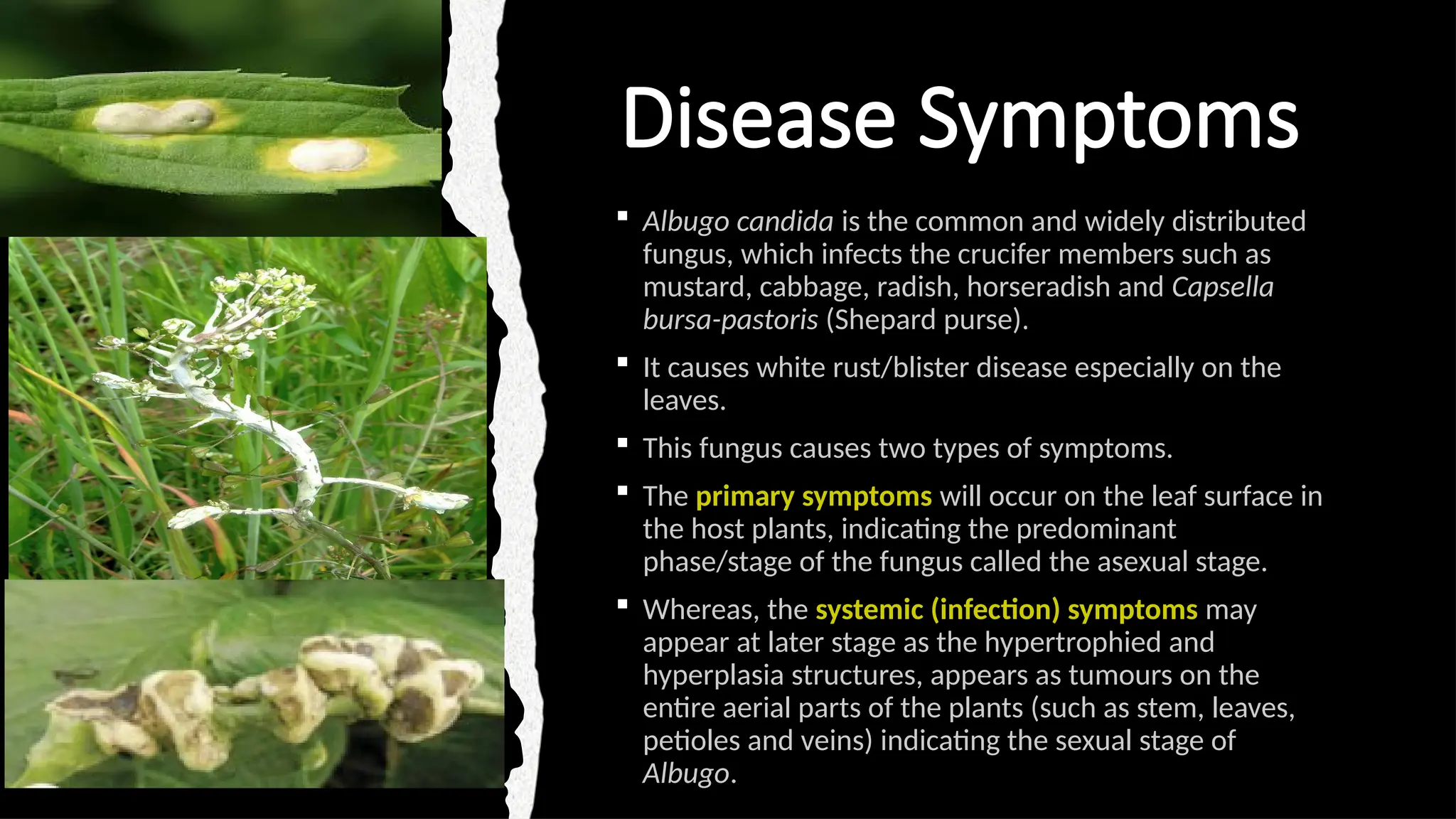 Albugo presentation plant pathology lecture. PPTX | PPTX