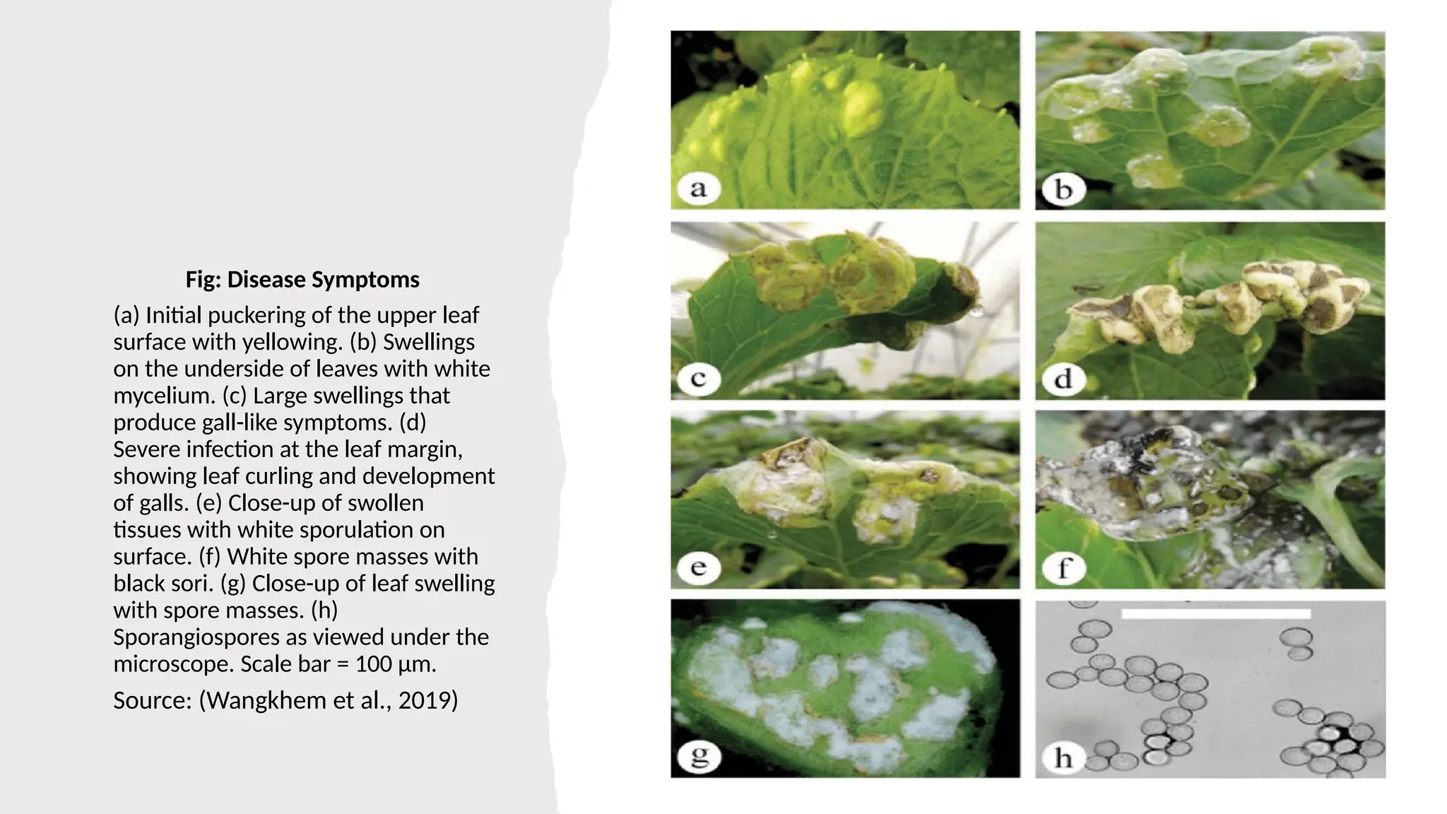 Albugo presentation plant pathology lecture. PPTX | PPTX
