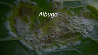 Albugo presentation plant pathology lecture. PPTX | PPTX | Gardening ...