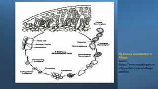 Albugo presentation plant pathology lecture. PPTX | PPTX | Gardening ...