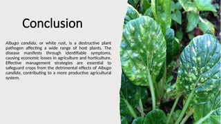 Albugo presentation plant pathology lecture. PPTX | PPTX | Gardening ...
