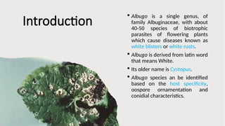 Albugo presentation plant pathology lecture. PPTX | PPTX | Gardening ...