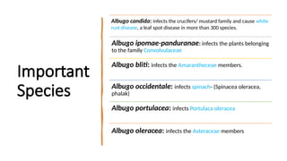 Albugo presentation plant pathology lecture. PPTX | PPT