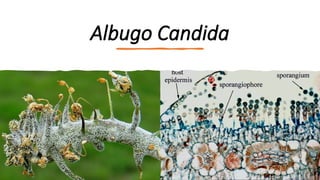 Albugo presentation plant pathology lecture. PPTX | PPTX | Gardening ...