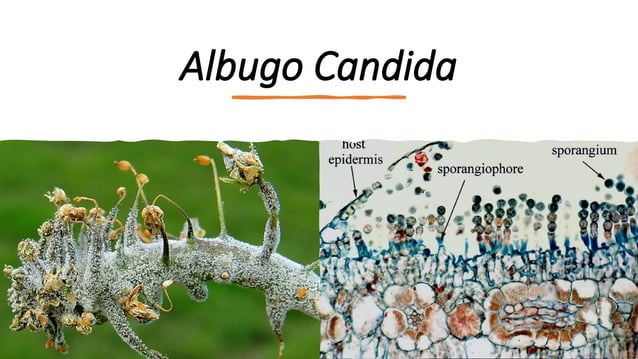 Albugo presentation plant pathology lecture. PPTX | PPTX | Gardening ...