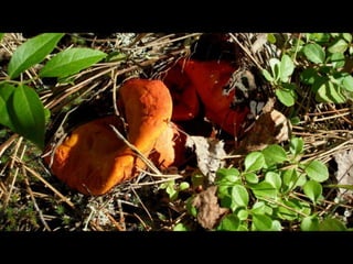 NTFP Opportunities Training Program Album | PPTX