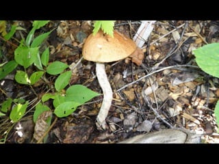 NTFP Opportunities Training Program Album | PPTX