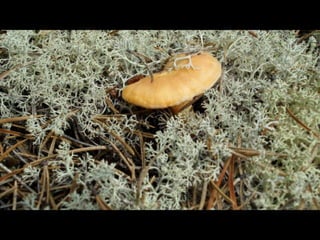 NTFP Opportunities Training Program Album | PPTX