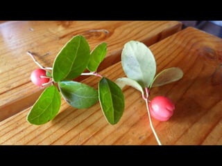 NTFP Opportunities Training Program Album | PPTX