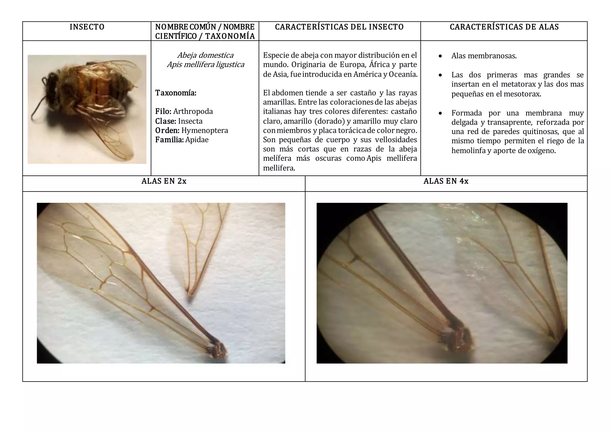 Album de alas insectos | DOCX | Beekeeping | Hobbies & Interests