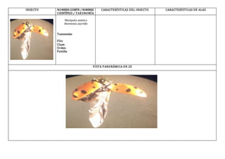 Album de alas insectos | DOCX