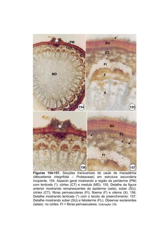 Album didatico de_anatomia_vegetal | PDF