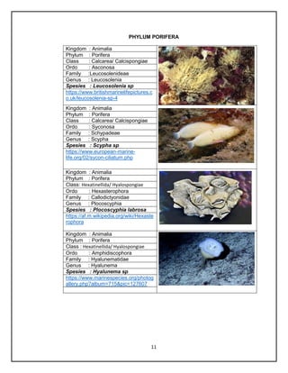 Album Taksonomi Hewan Invertebrata 6 phylum.pdf