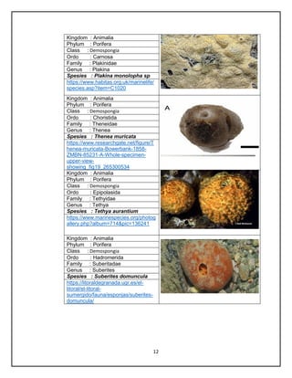 Album Taksonomi Hewan Invertebrata 6 phylum.pdf