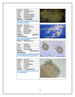 Album Taksonomi Hewan Invertebrata 6 phylum.pdf