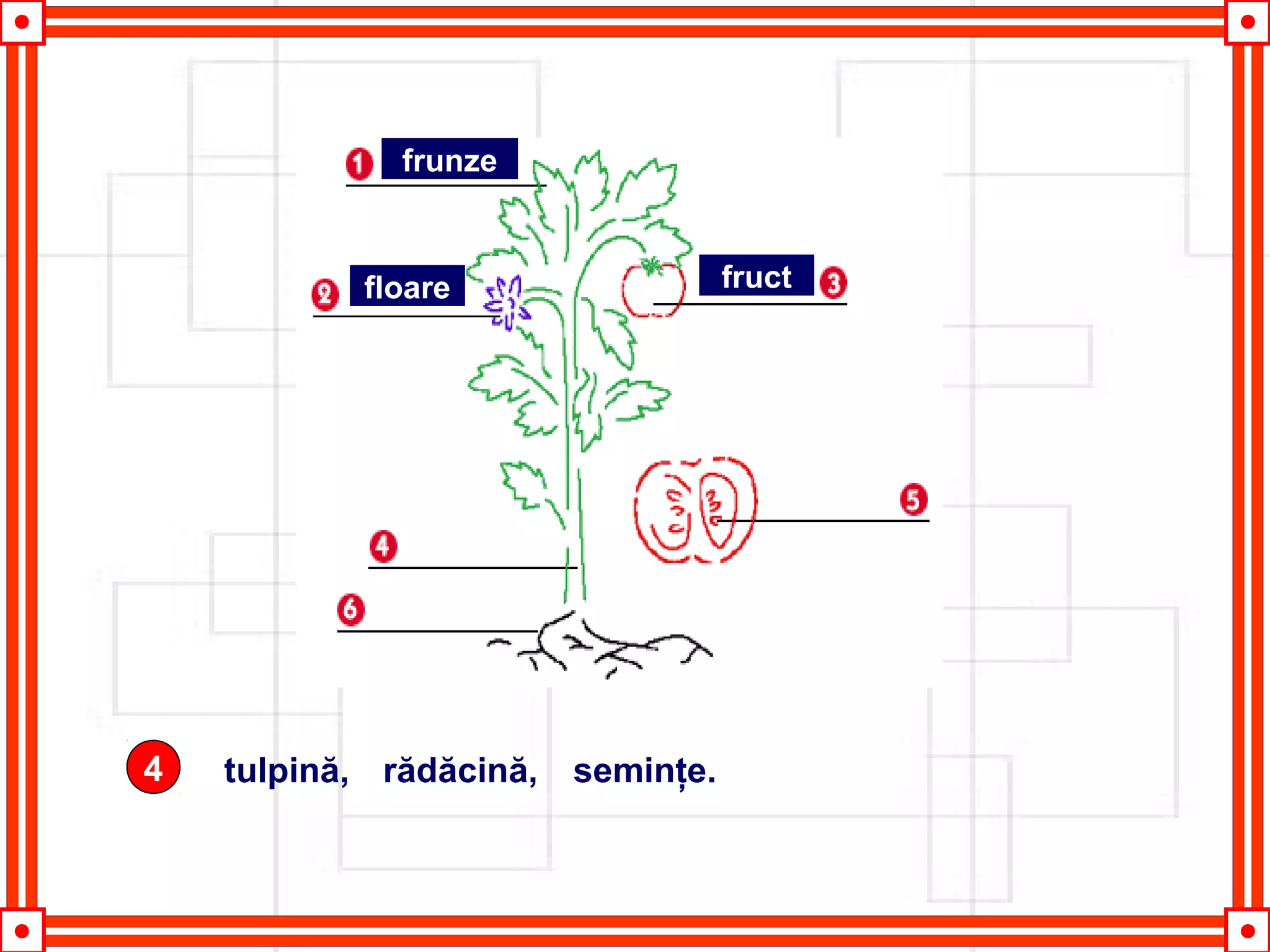 Alcatuirea unei plante | PPS