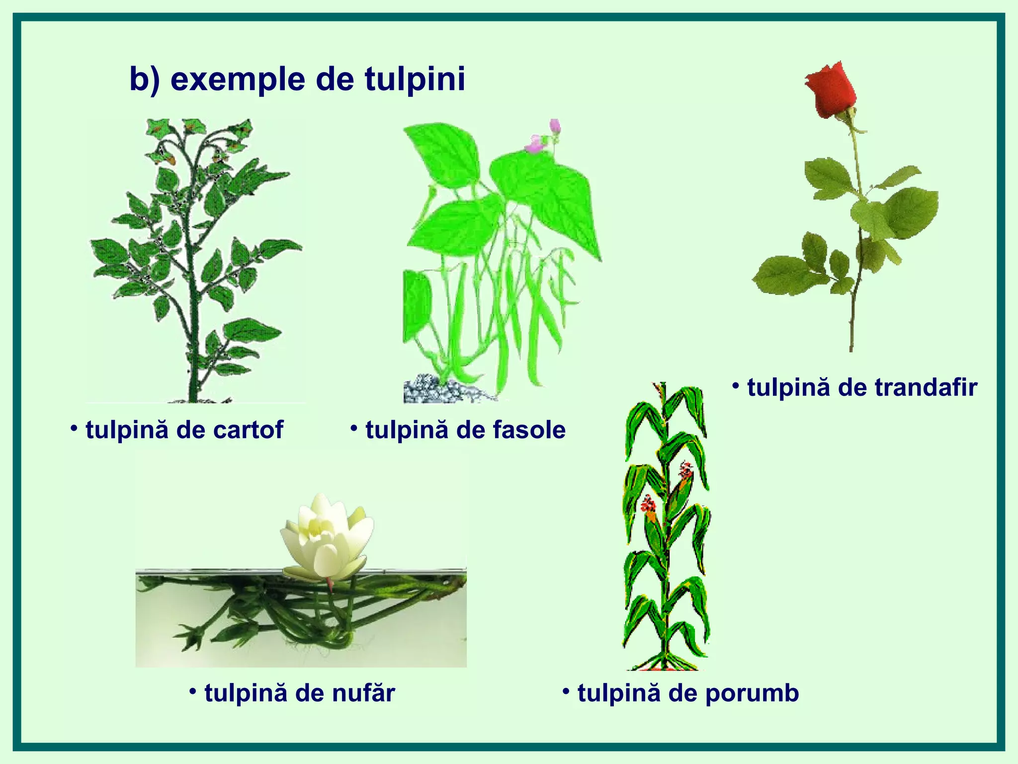 Alcatuirea unei plante | PPS