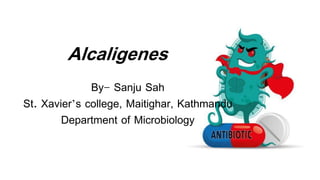 Alcaligens (1) | PPTX