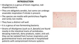 Alcaligenes Faecalis Gram Stain
