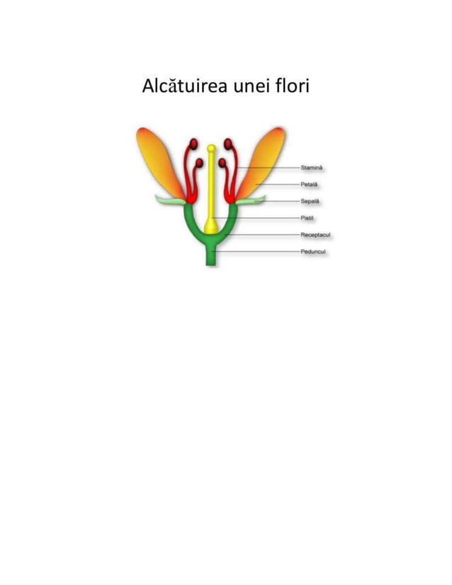 Alcatuirea florii | PDF