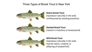 Utilizing citizen science to identify, map and monitor wild brook trout ...