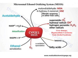 Alcohol, Metabolism & its Toxicity | PPTX