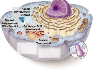 Alcohol, Metabolism & its Toxicity | PPTX