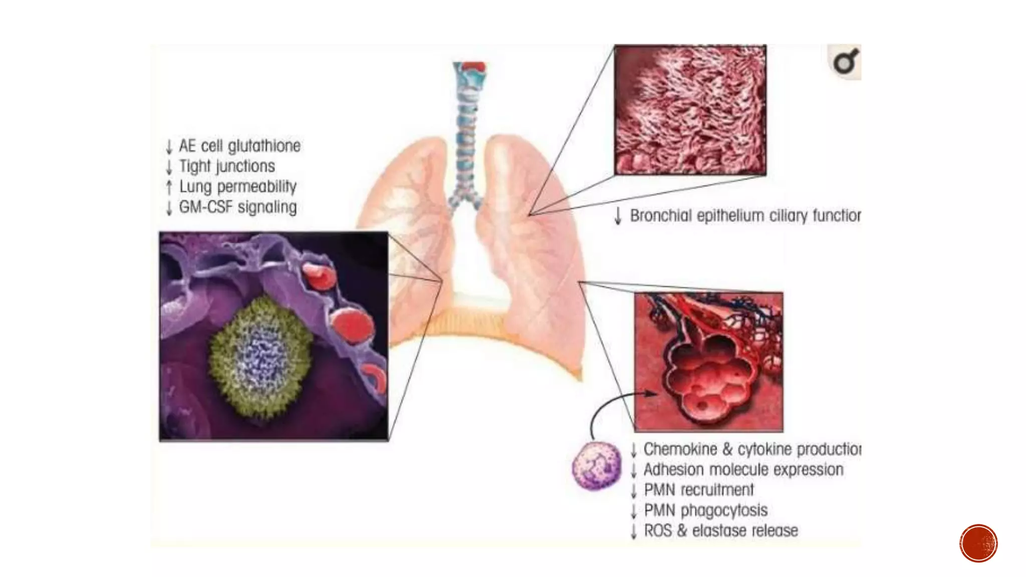 Alcohol and the immune system | PPTX