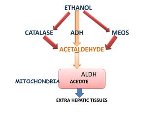 Alcohol basics | PPTX