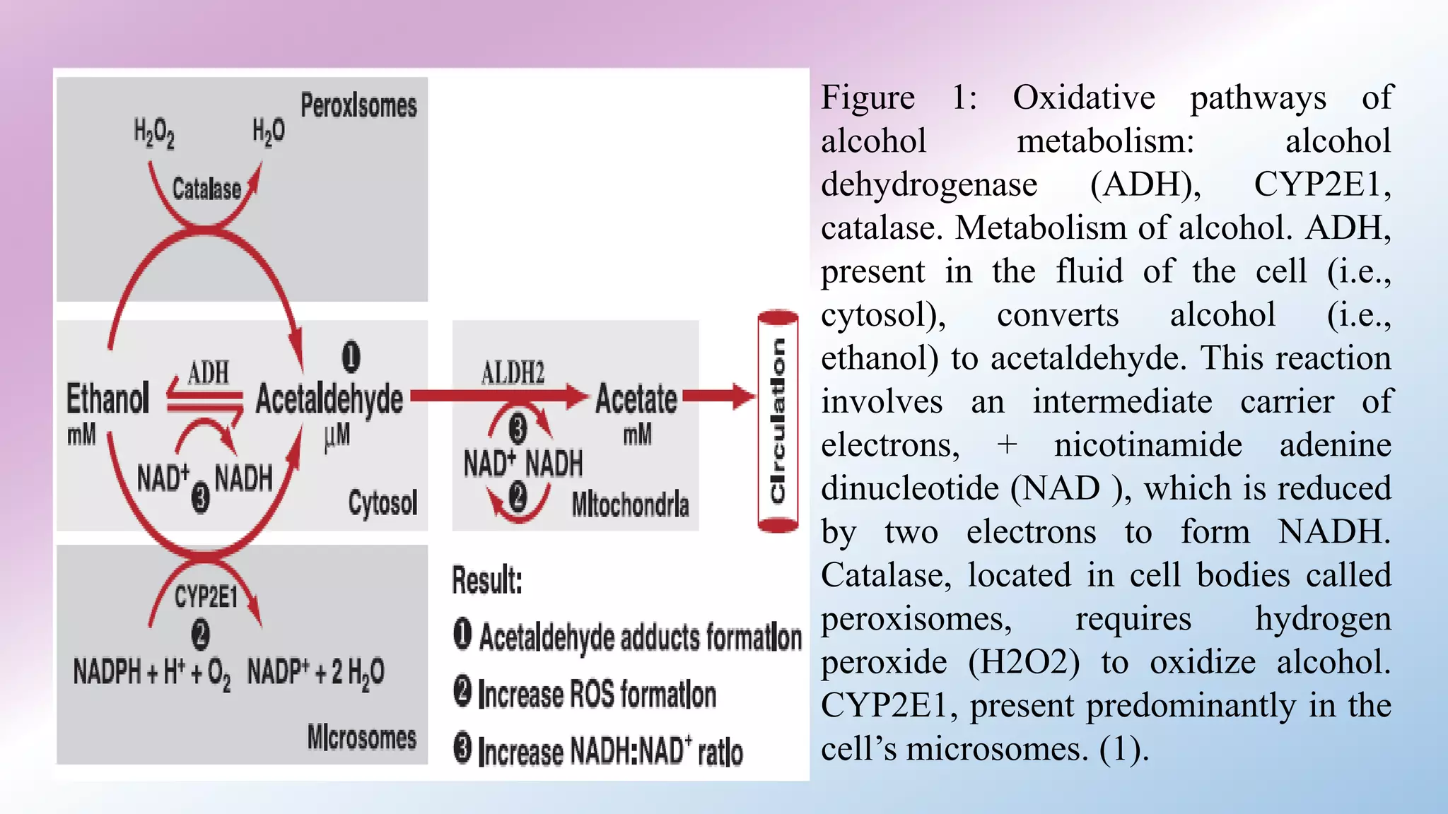 Alcohol Metabolism | PPTX