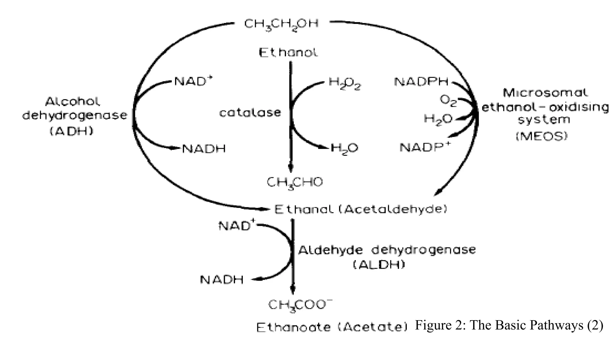 Alcohol Metabolism | PPTX