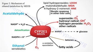Alcohol Metabolism | PPTX